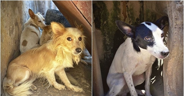 Macabro hallazgo en Santa Lucía: realizan colecta para ayudar a los perros