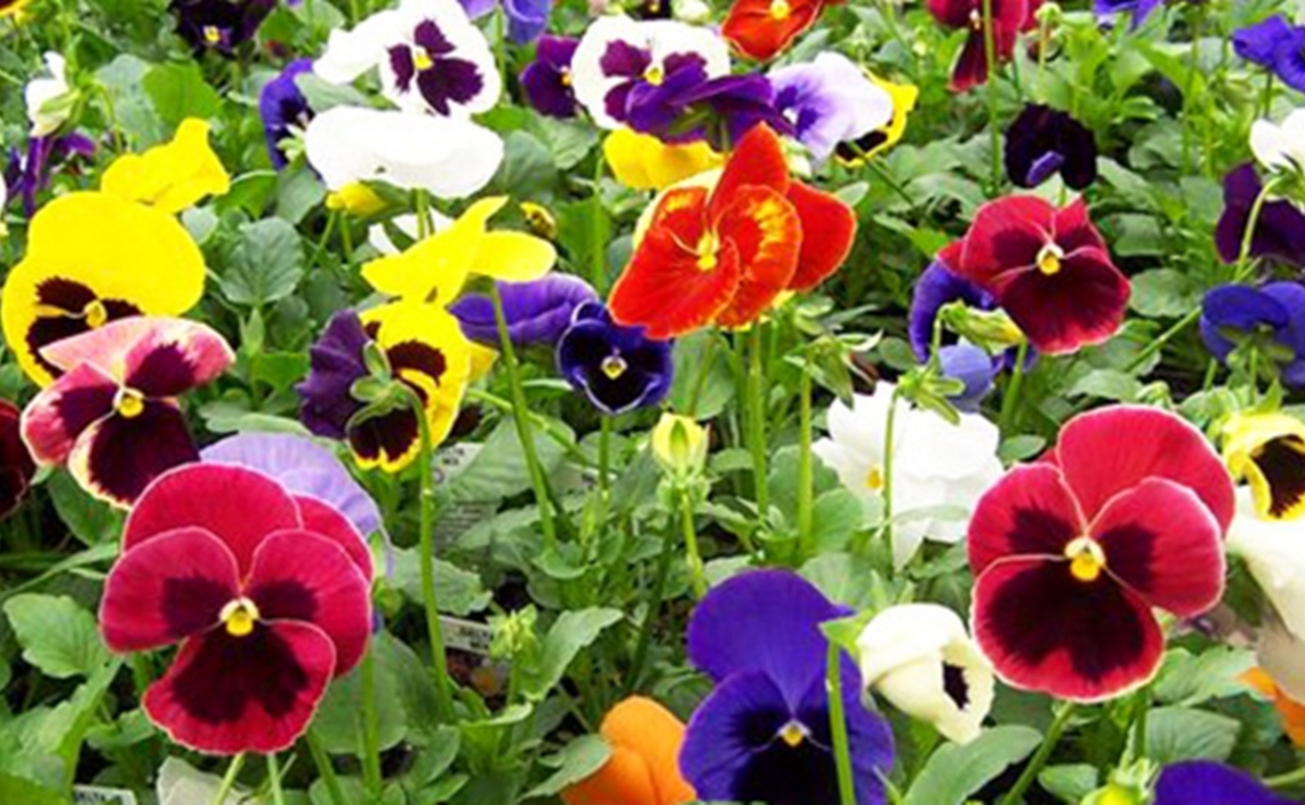 Plantas Para Plantar En Primavera